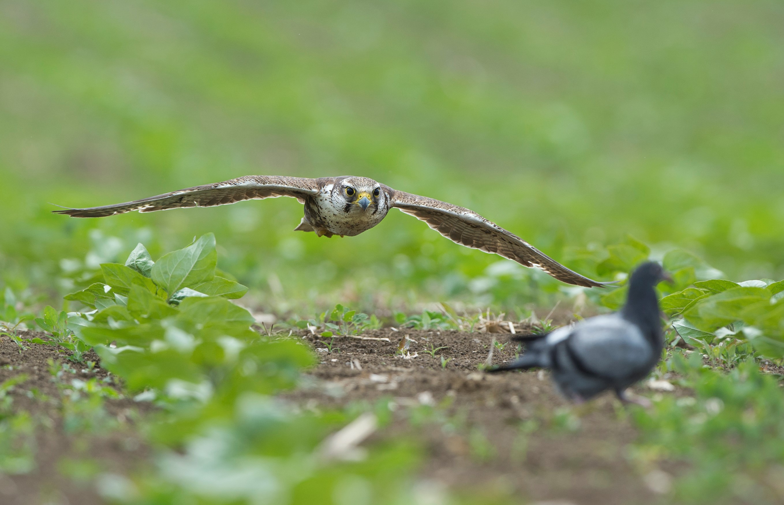 Folkehøgskolelærer med praktverk: Europas Falker
